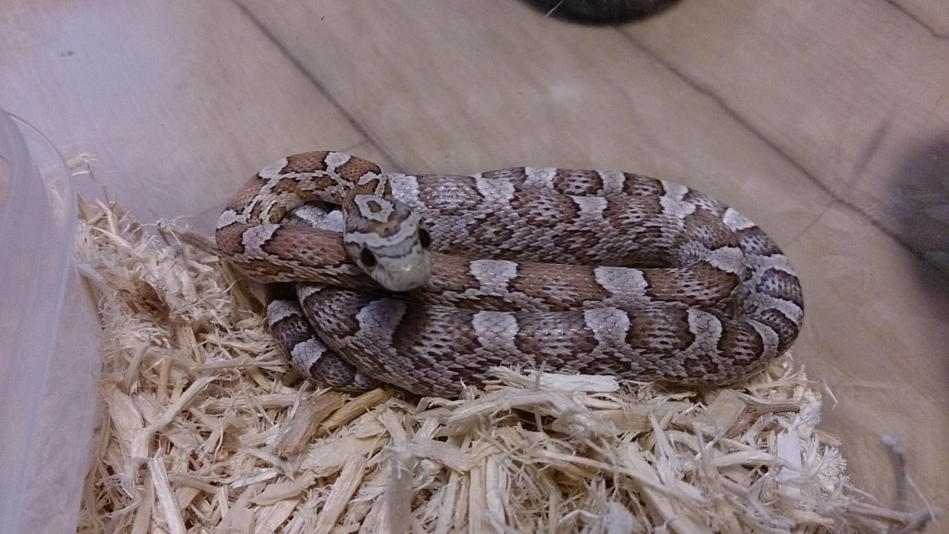 サイズアップ | Snake Diary