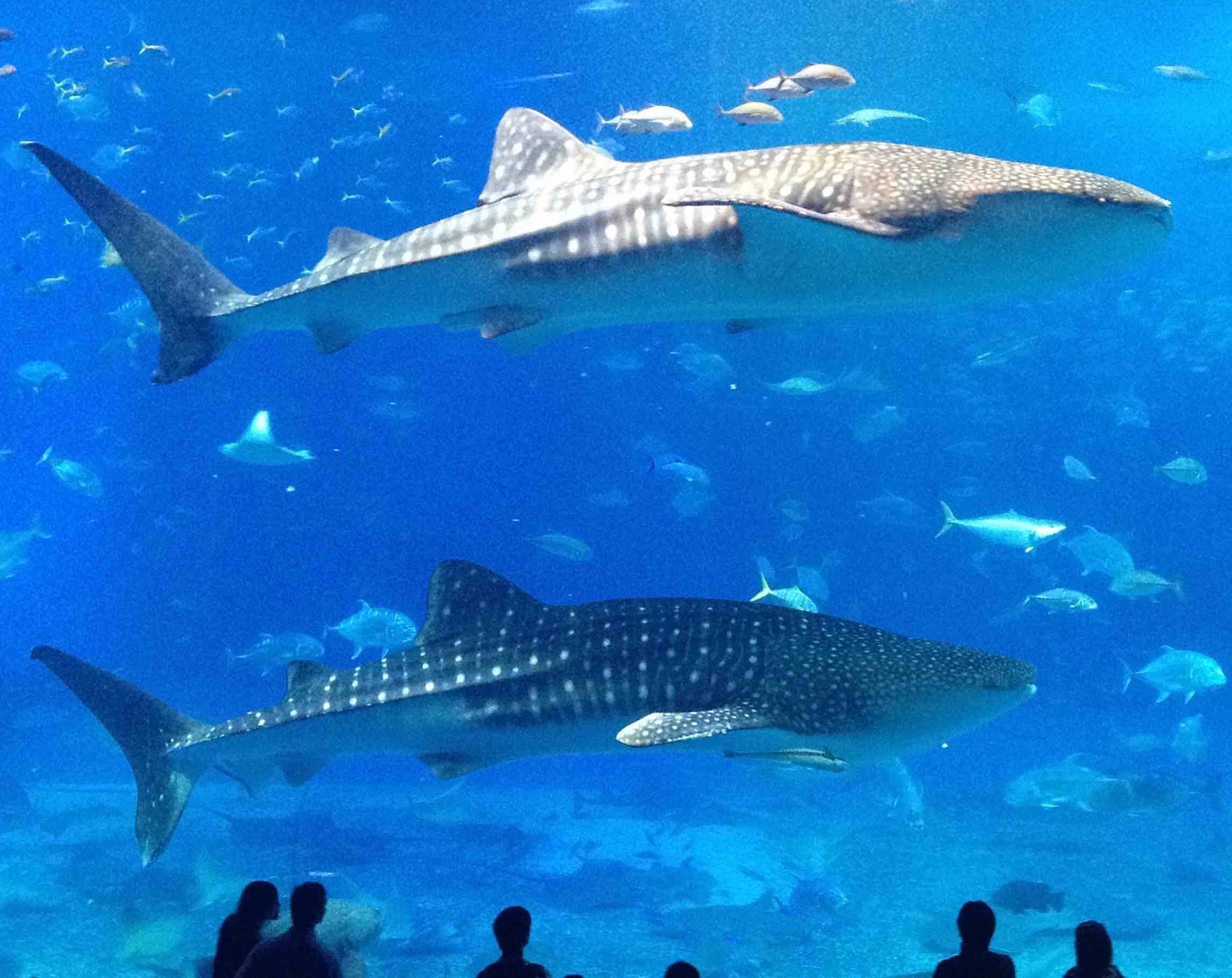 BT0～BT10 自覚症状等まとめ | 33歳 転妻の不妊治療→妊娠ゆる記録