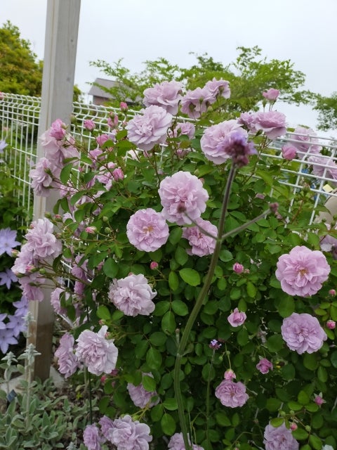 別れと出会い | 好きな薔薇レイニーブルー 。主人が2019年11月顎が動きにくくなり2020年8月FOSMNと言う神経難病と診断されました。