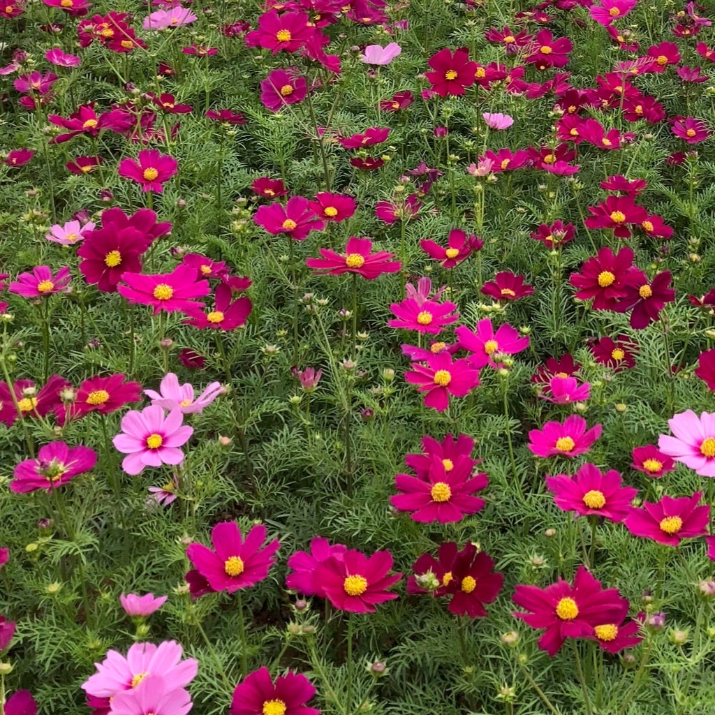 BT30 （7w0d）心拍確認 | ころたん☆おち夢で2人目を目指す‼︎