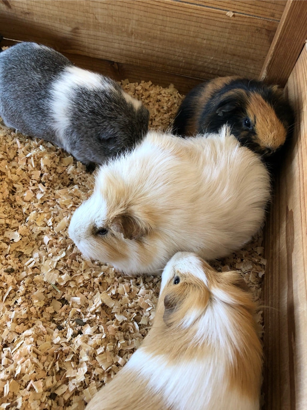 BT0〜BT6 体調の記録 | 37歳Shanonの高度不妊治療きろく