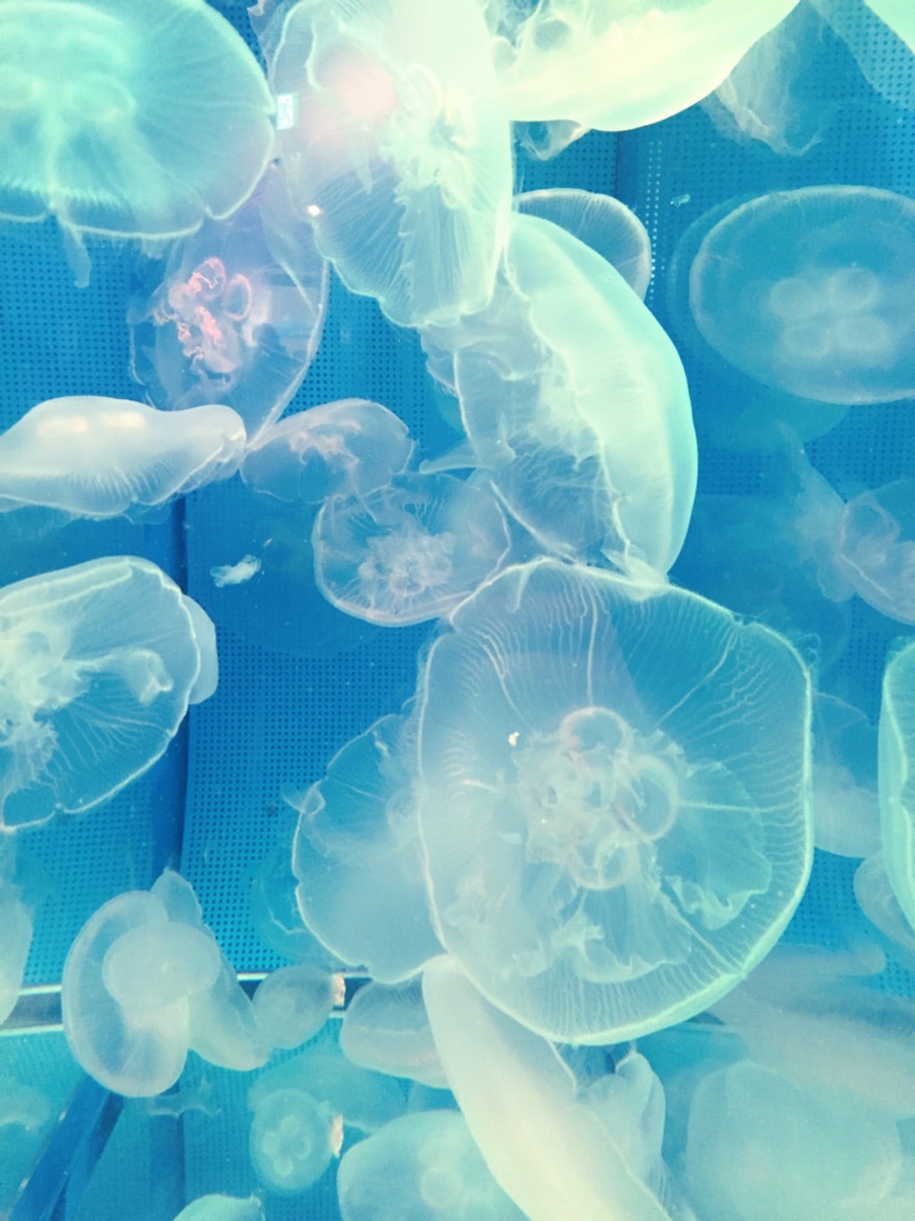 8w5d 心拍確認2回目 | 37歳二人目妊活記録