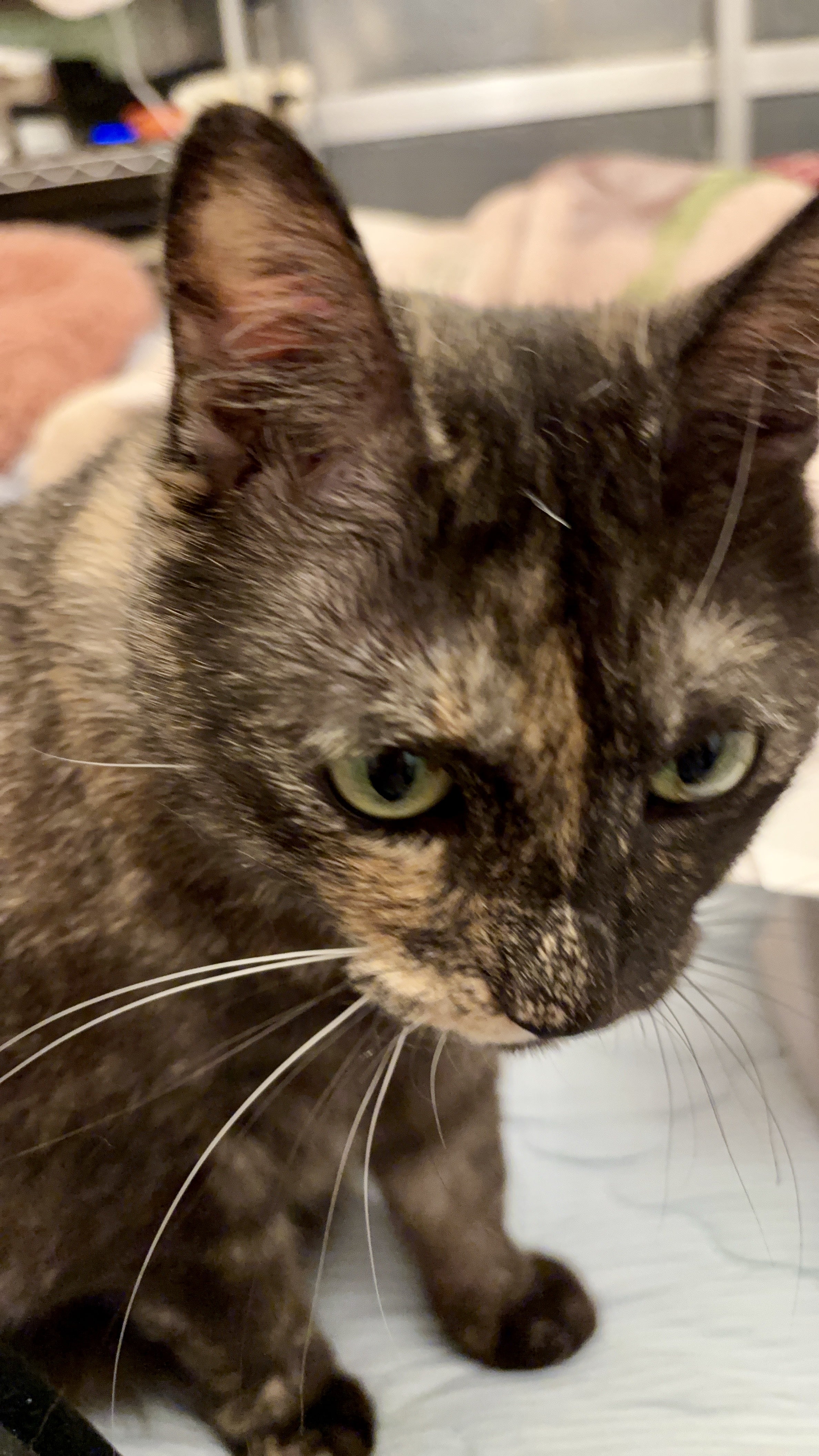 闘病中 | 膵臓がん2bで両足人工股関節の私