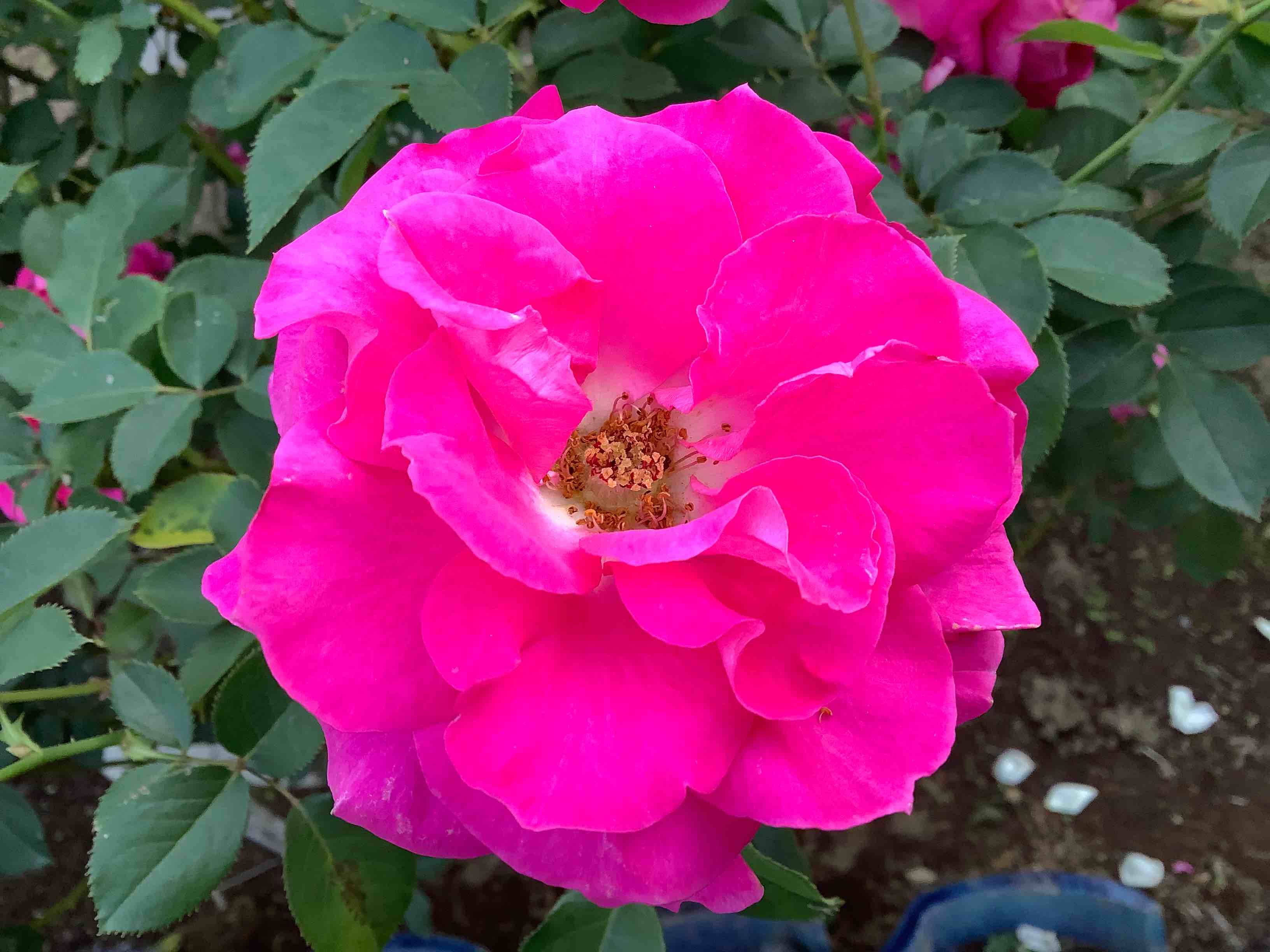 11/3〜11/9までの運勢★タロットメッセージ | amitymoonのブログ