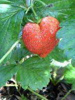 麻木久仁子 もうすぐ記者会見 | TV観たらなんでも書いちゃえ