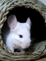 Acyclic Visitor Pattern | Code++