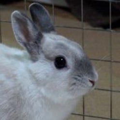 robbin-roseさんのプロフィールページ